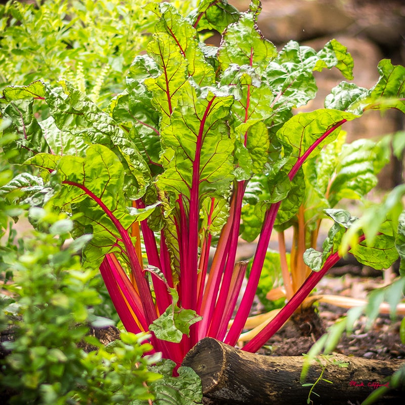 Ruby Chard | Artistic Portland Gallery